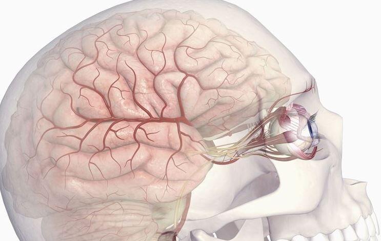 Nervus Trigeminus • Doktordan Haberler